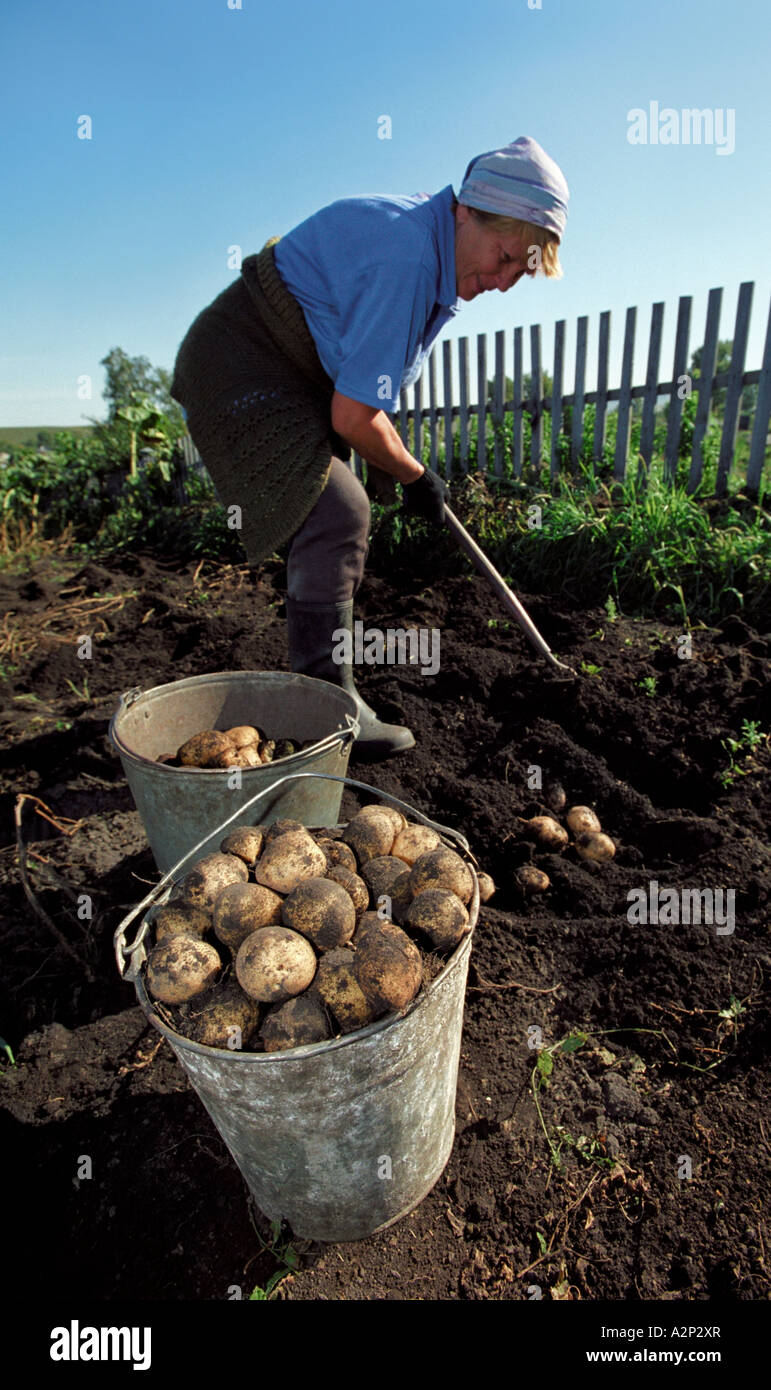 Woman is digging potato. Altai. Siberia. Russia Stock Photo - Alamy