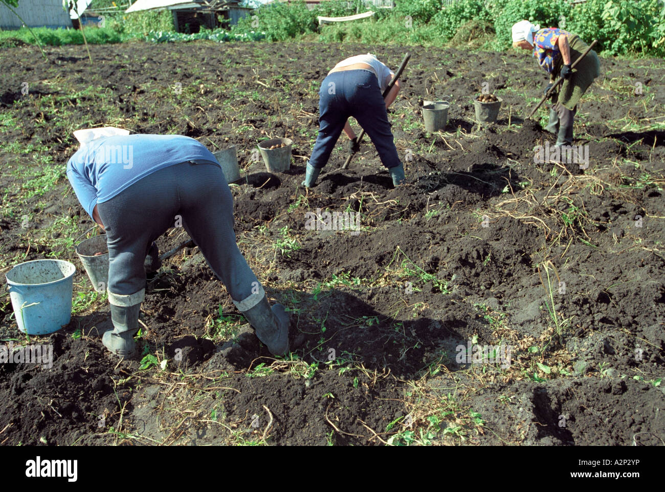 Women are digging potato. Altai. Siberia. Russia Stock Photo - Alamy