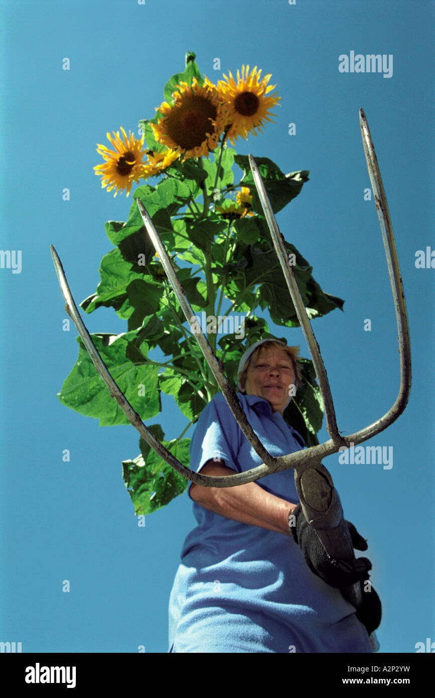 Woman with pitchfork. Potato harvesting. Altai. Siberia. Russia Stock ...