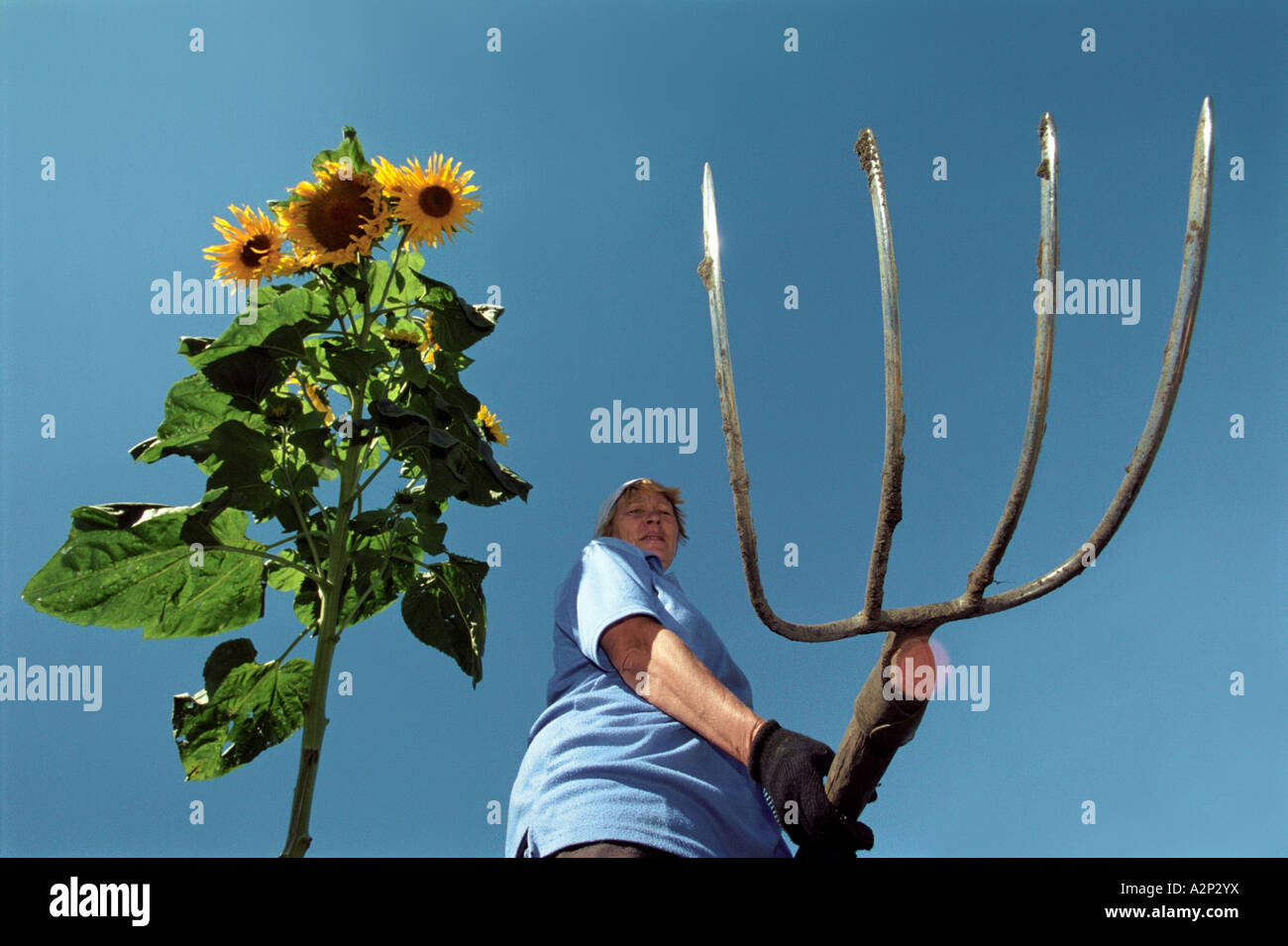 Woman with pitchfork. Potato harvesting. Altai. Siberia. Russia Stock ...