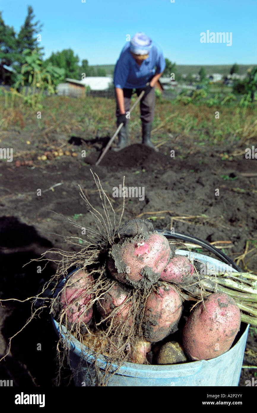 Woman is digging potato. Altai. Siberia. Russia Stock Photo - Alamy
