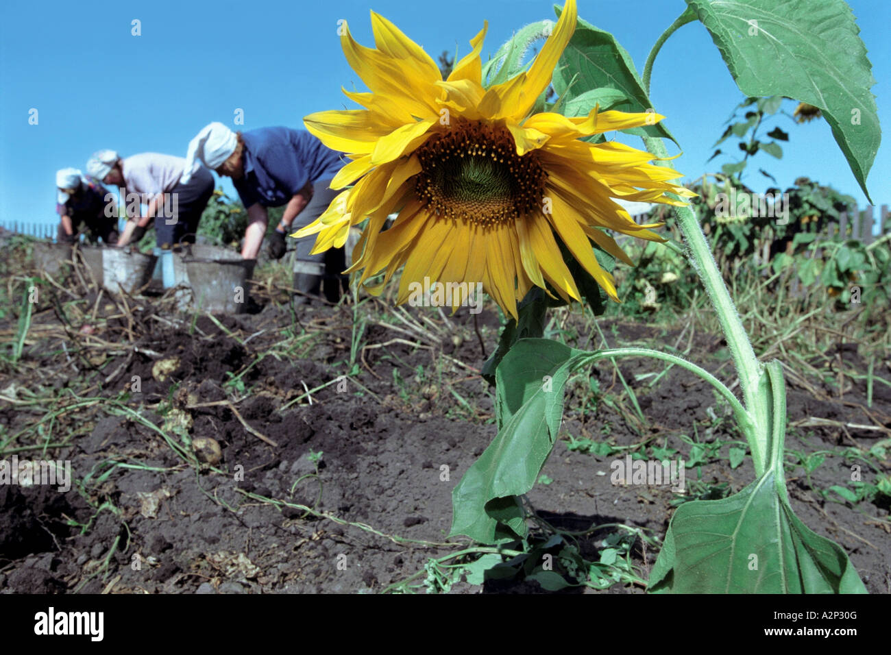 Women are digging potato. Altai. Siberia. Russia Stock Photo - Alamy