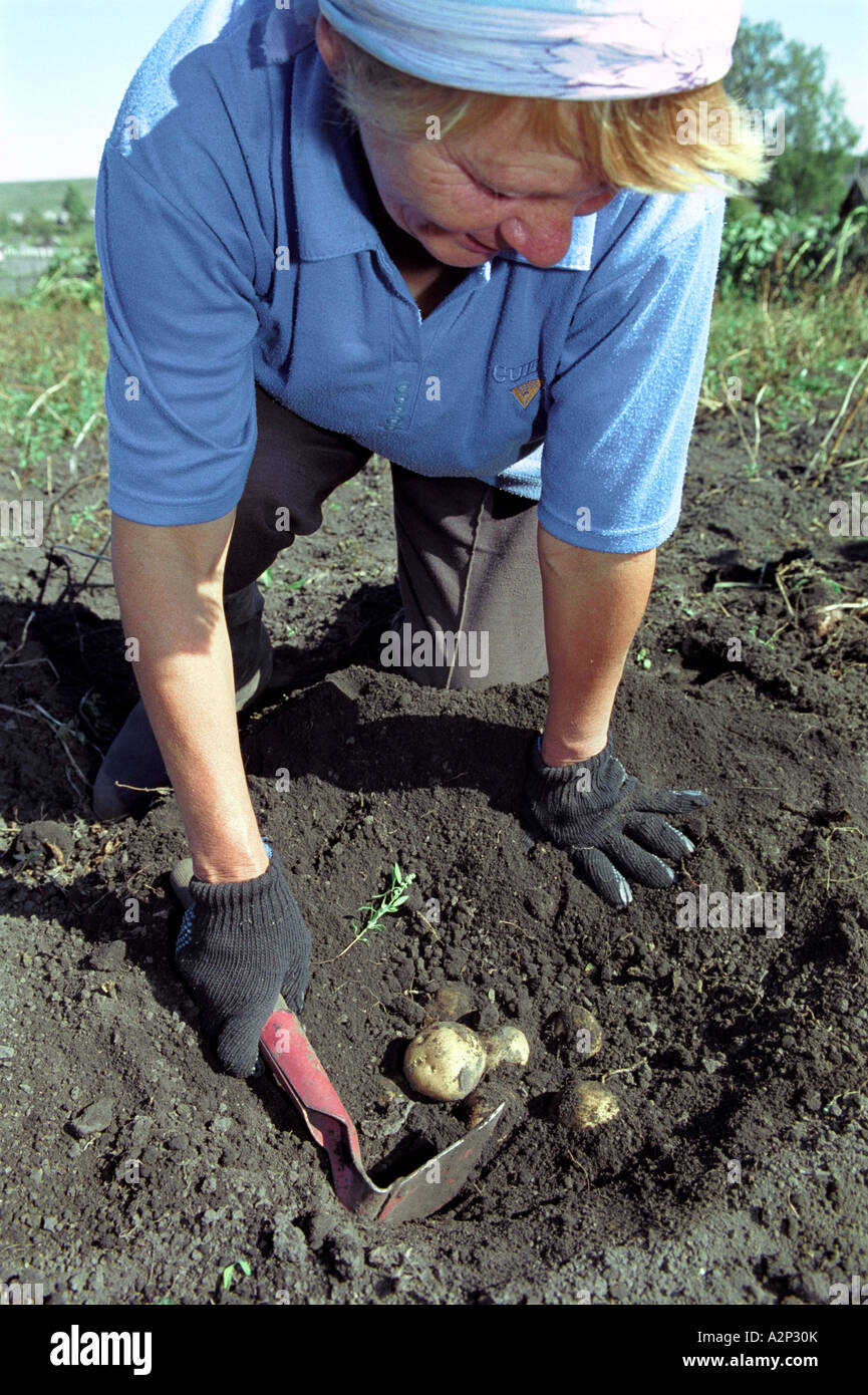 Woman is digging potato. Altai. Siberia. Russia Stock Photo - Alamy