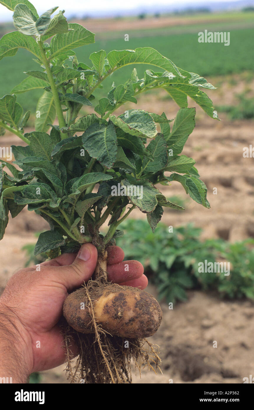 Potato plant sprouting from seed tuber Stock Photo - Alamy