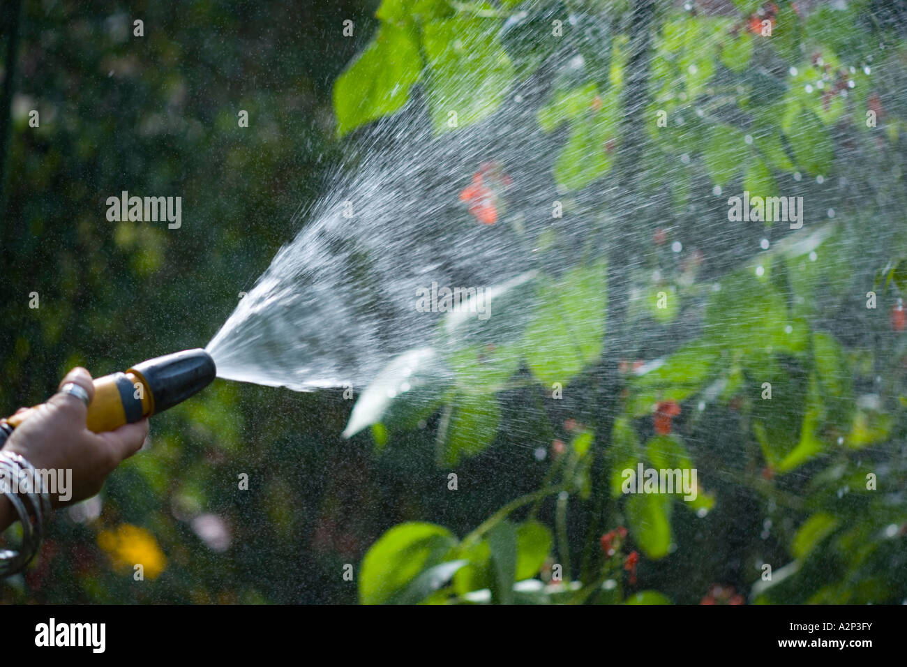 lady watering bean plants in a suburban garden Stock Photo - Alamy