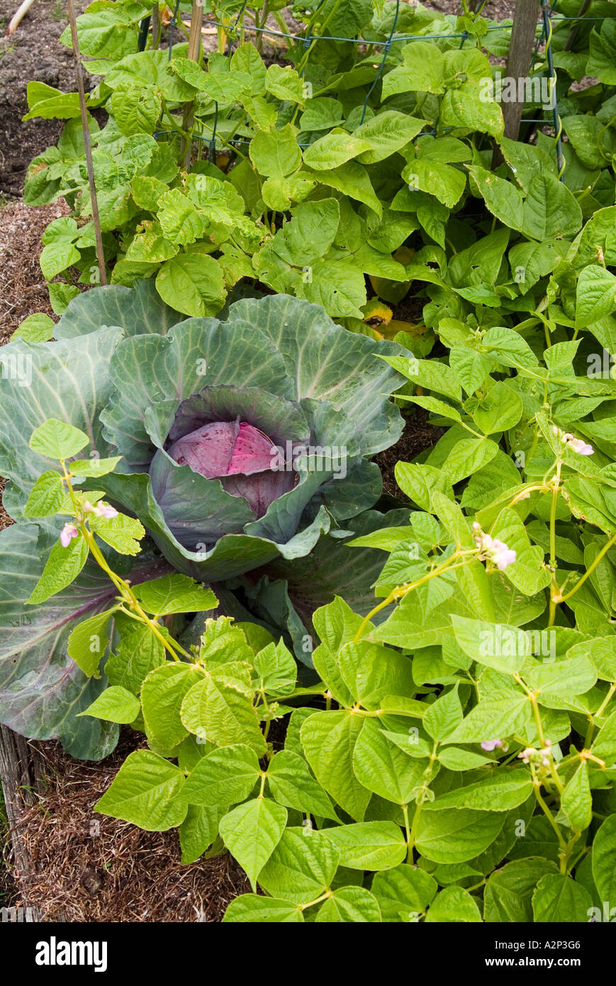 Planting red cabbage hi-res stock photography and images - Alamy