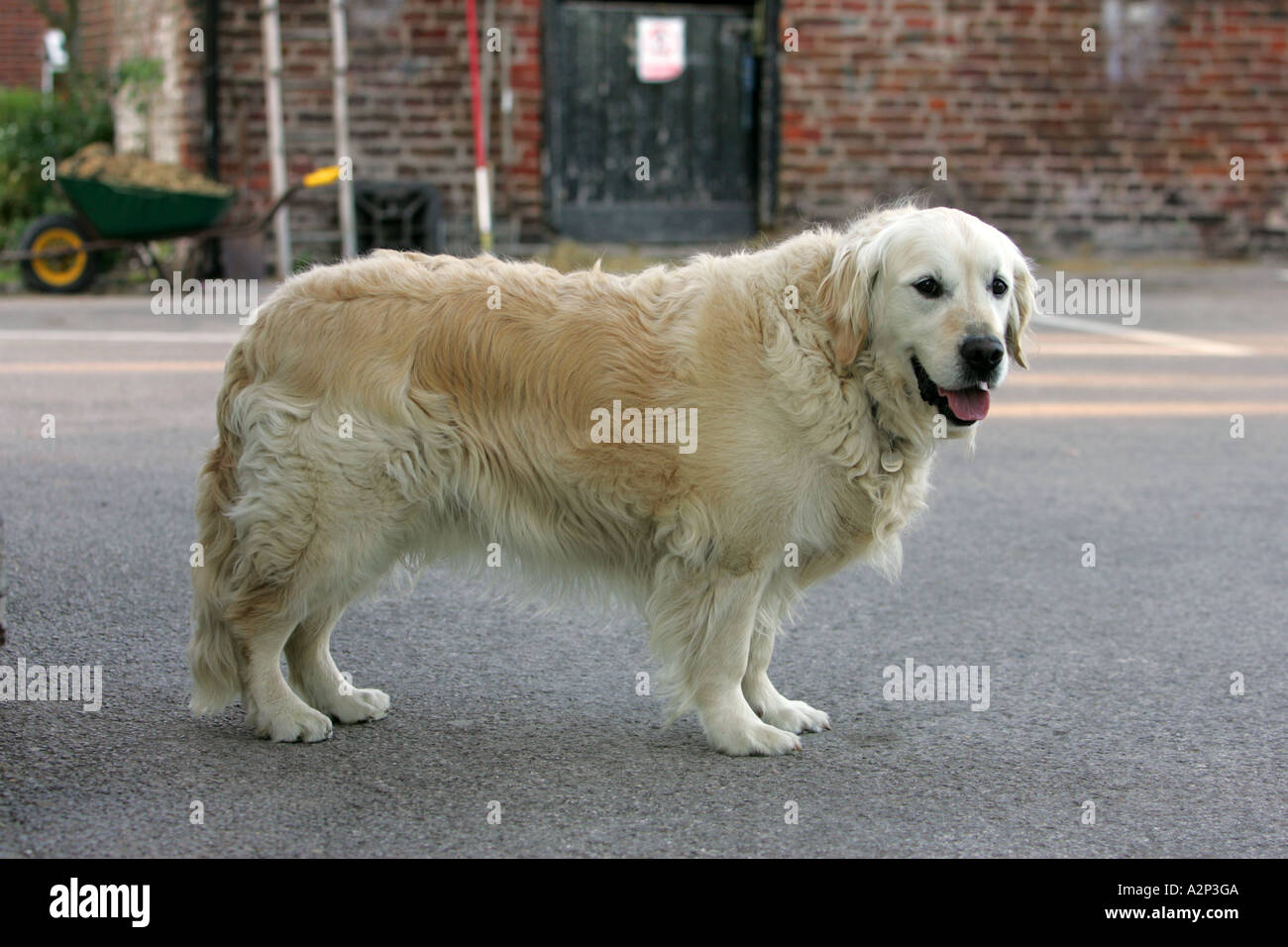 dog doggy beige fur colour friendly guard security farm animals waiting ...