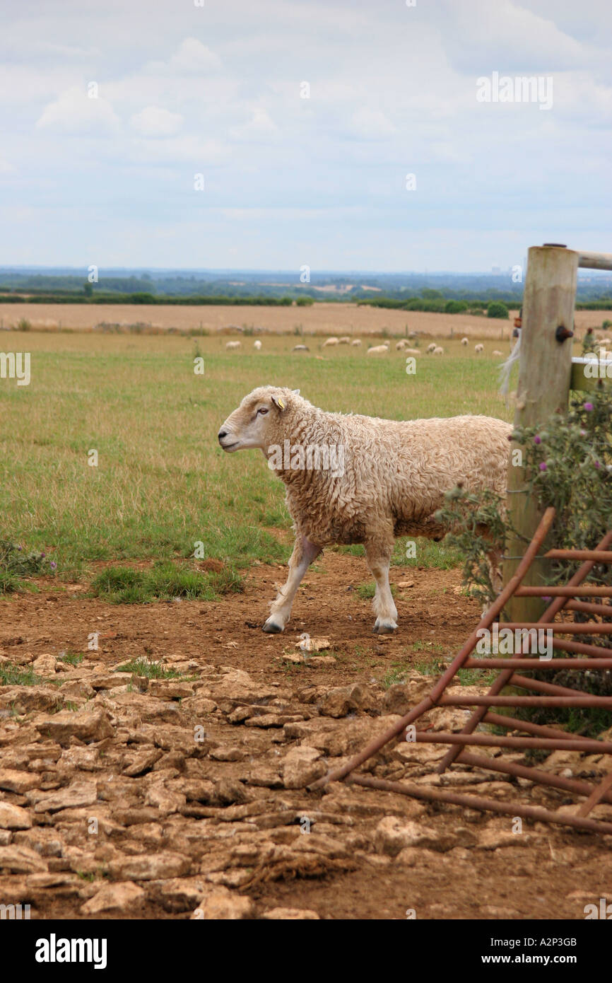 Sheep farm gate hi-res stock photography and images - Alamy