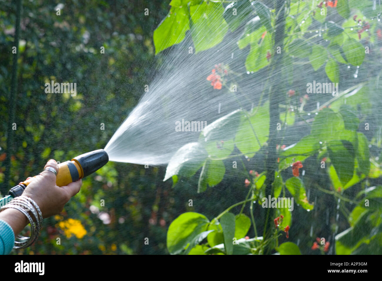 lady watering bean plants in a suburban garden Stock Photo - Alamy