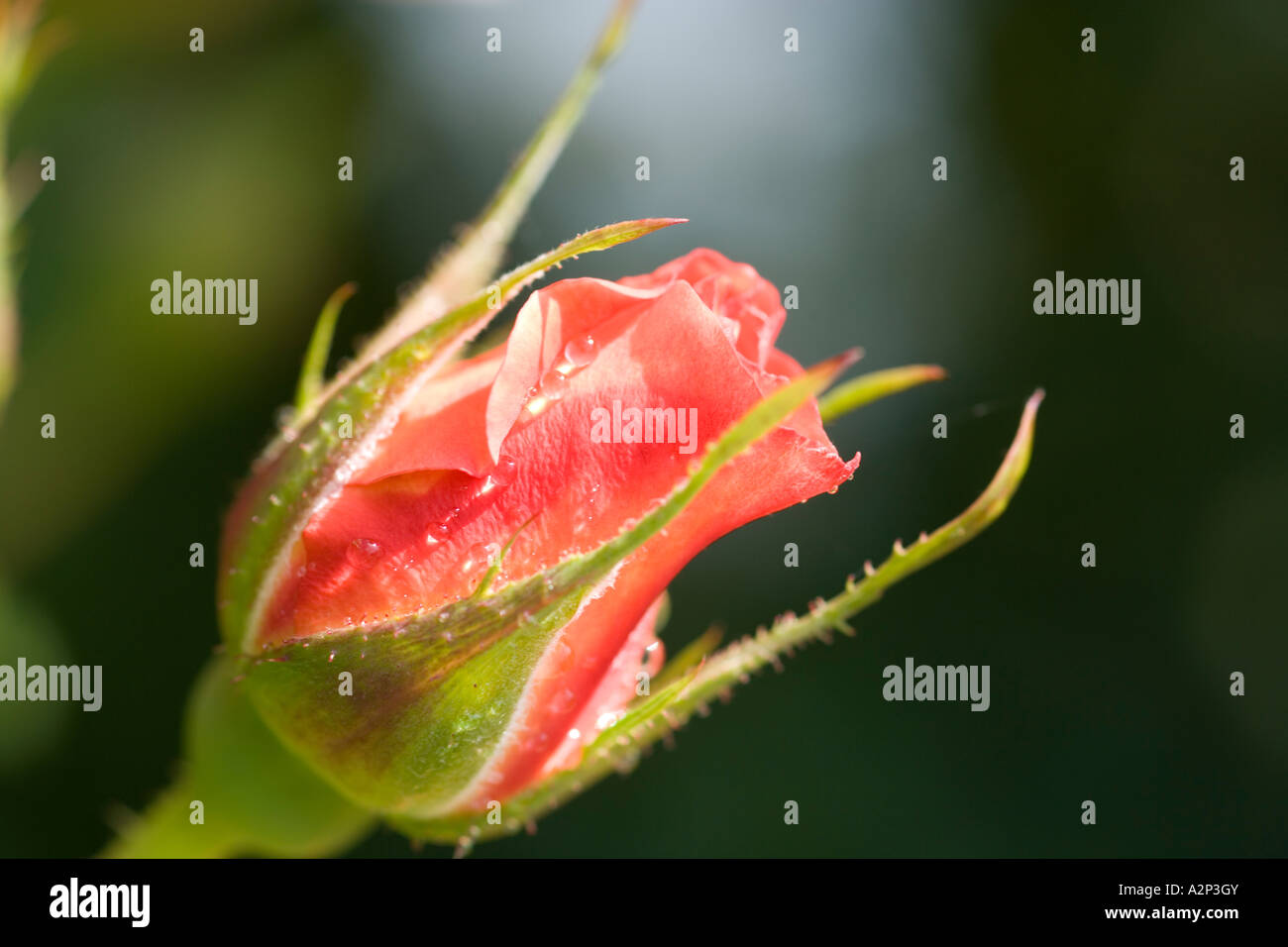 rosebud with water droplets Stock Photo - Alamy