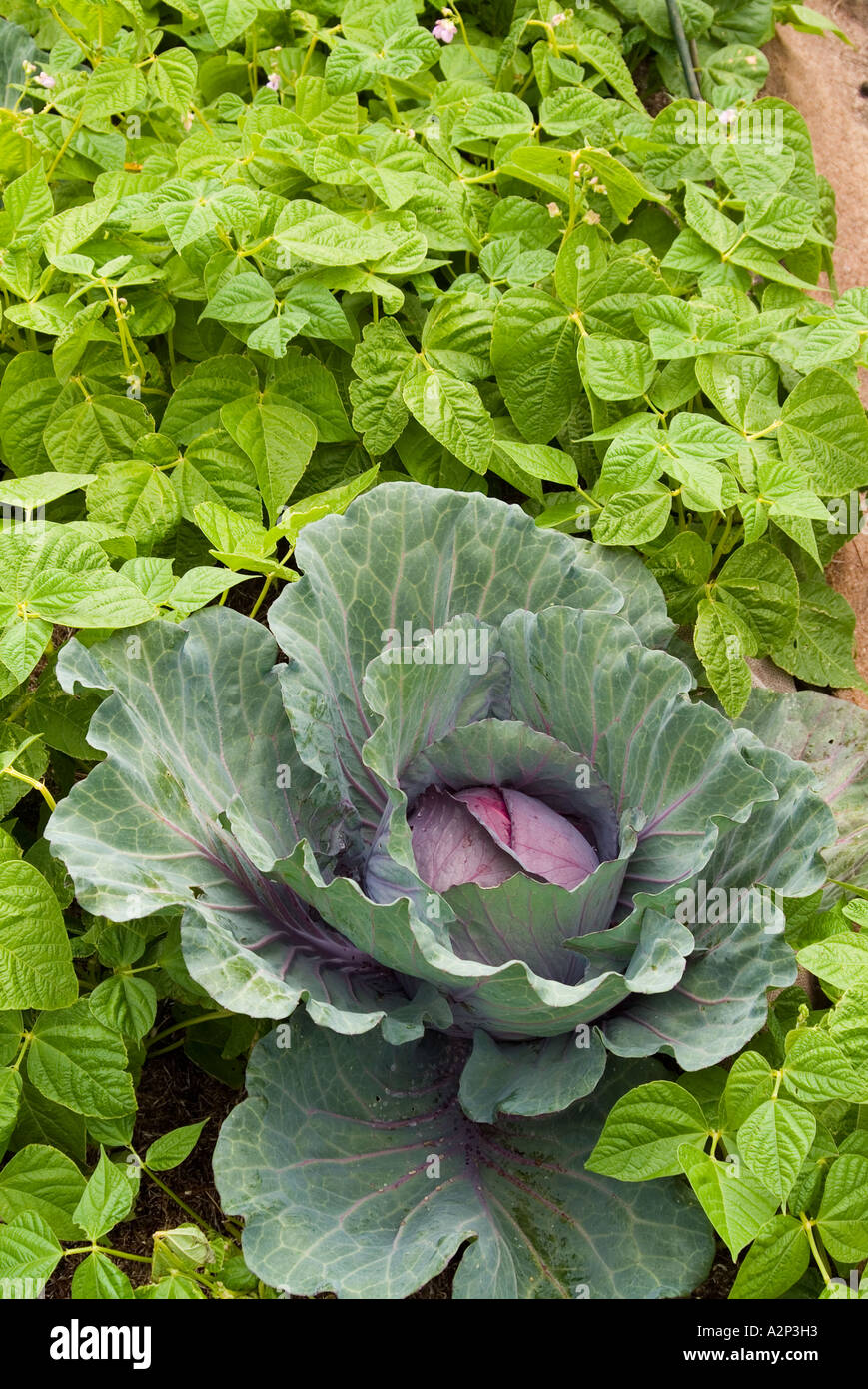 Planting red cabbage hi-res stock photography and images - Alamy
