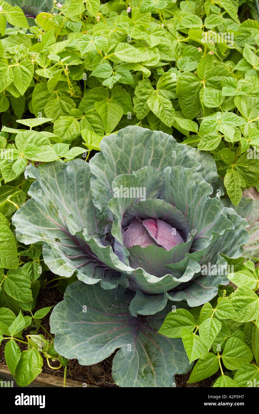 Planting red cabbage hi-res stock photography and images - Alamy