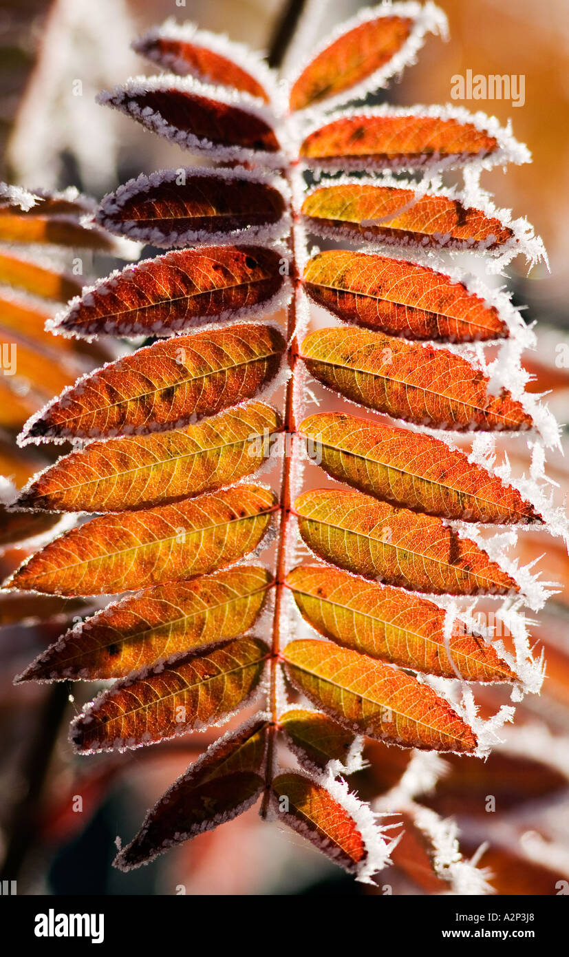 Frost edges leaves on a mountain ash tree in Redditch Worcestershire UK ...