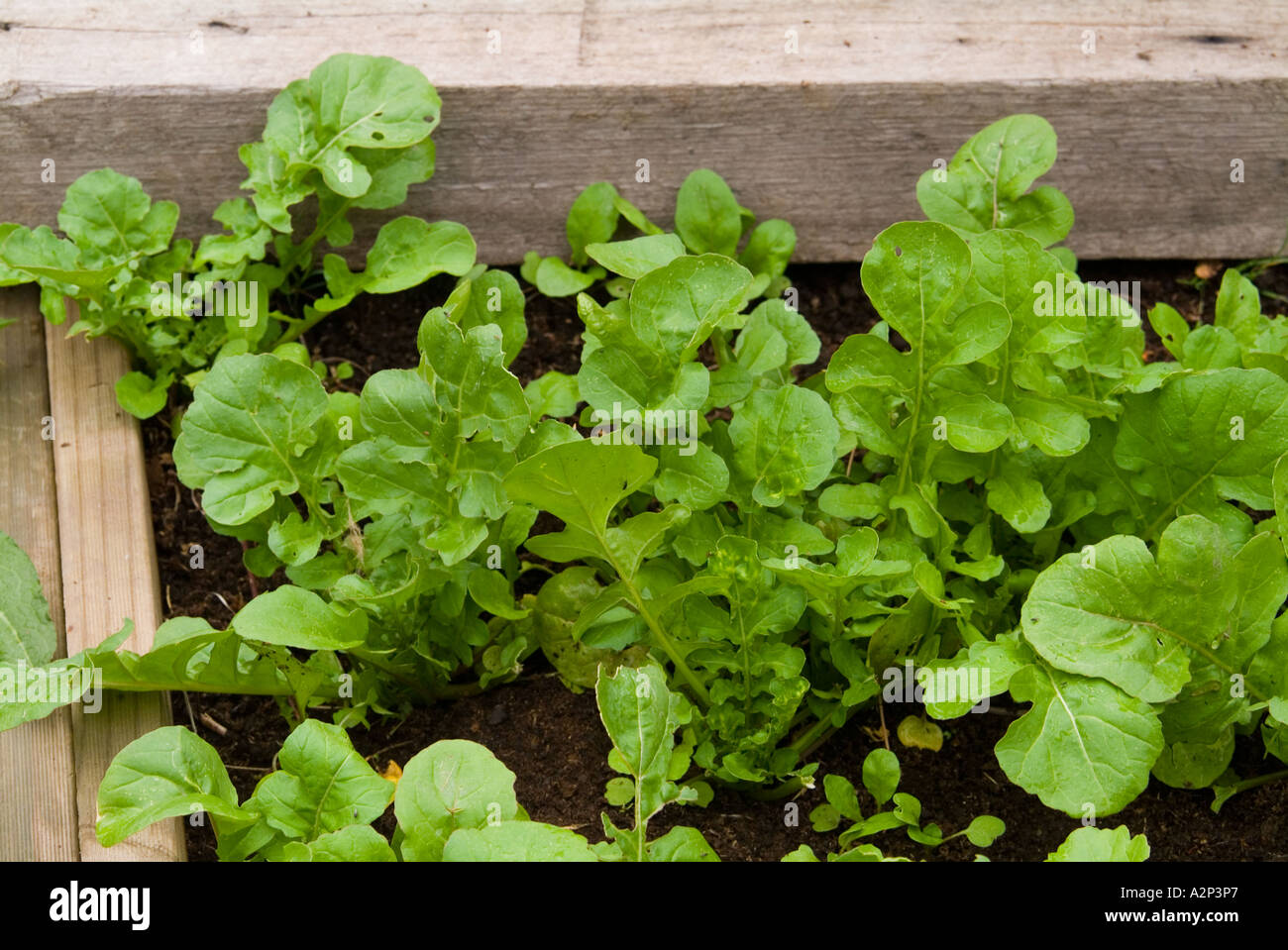 Fresh young rocket growing in a raised bed Stock Photo - Alamy
