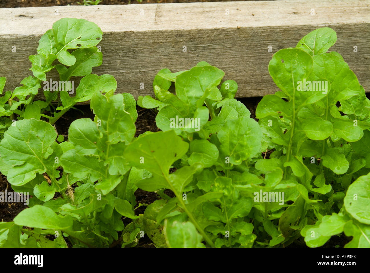 Fresh young rocket growing in a raised bed Stock Photo - Alamy