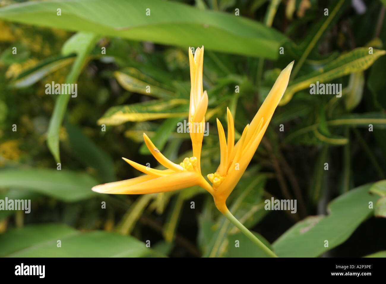 Ade 105 Parrot Flower (Heliconia psittacorum Stock Photo - Alamy