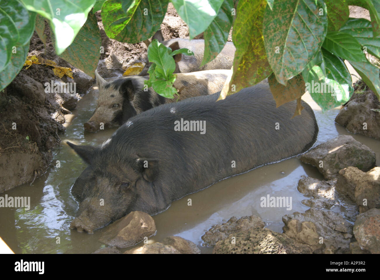 Samoan pig hi-res stock photography and images - Alamy