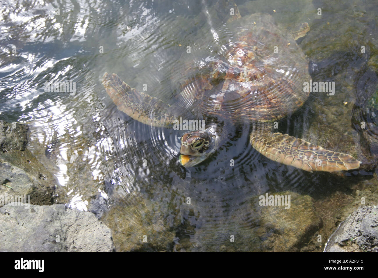 Ade 091 Samoa,Turtle-feeding Stock Photo - Alamy
