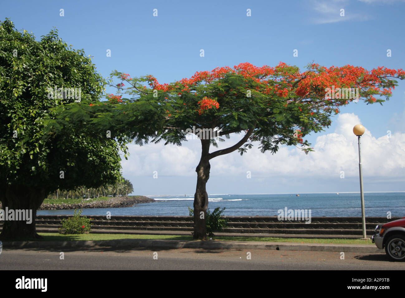 Ade 088 Samoa,Apia,Poinciana tree Stock Photo - Alamy