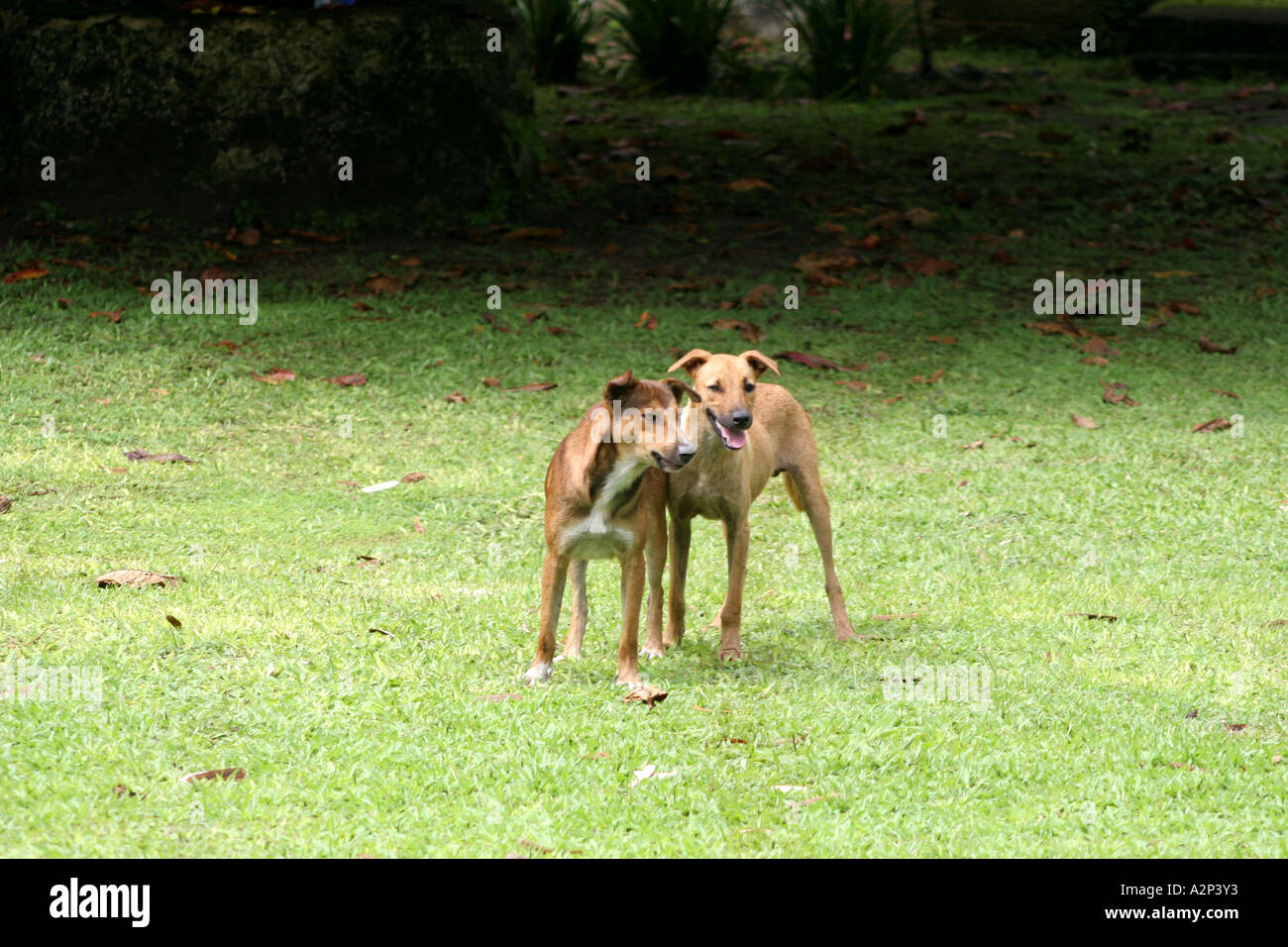Two of the dogs hi-res stock photography and images - Alamy