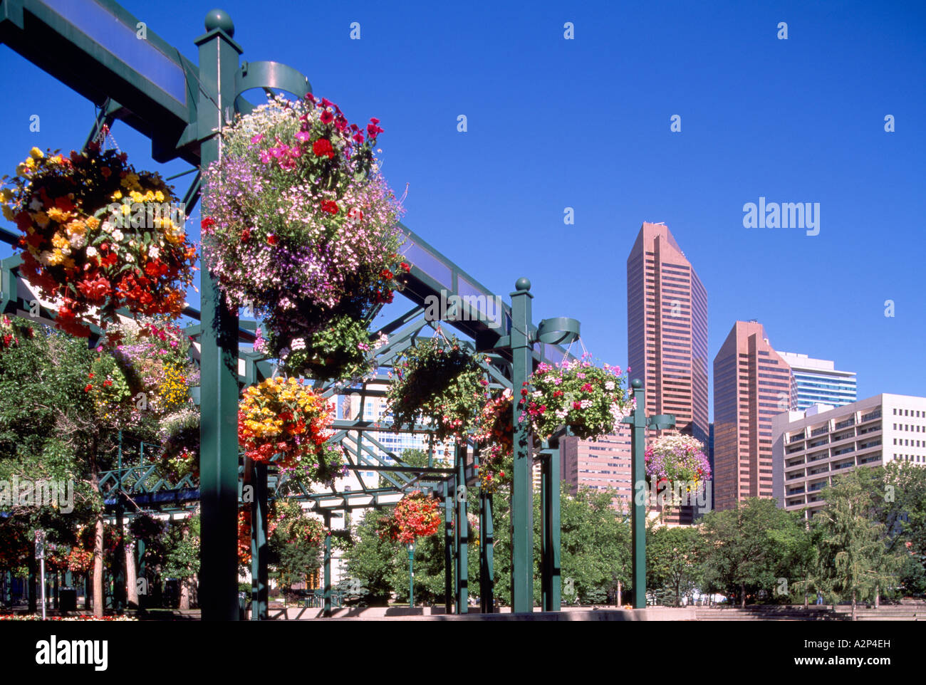 Hanging Flower Baskets at "Rope Square" Downtown in the City of Calgary ...