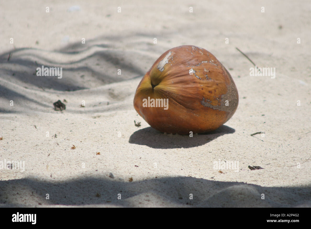 Fallen coconut on beach in hi-res stock photography and images - Alamy