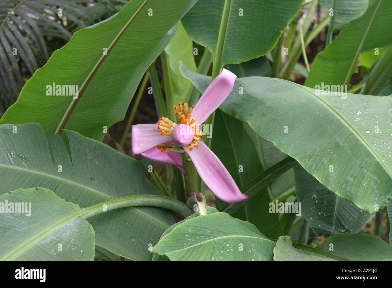 Ade 019 Flowering Banana (Musa ornata Stock Photo - Alamy