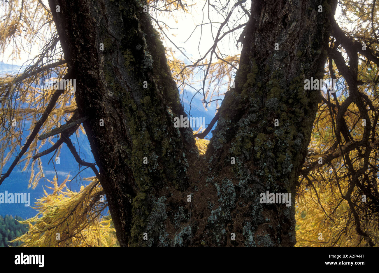 V shape tree hi-res stock photography and images - Alamy