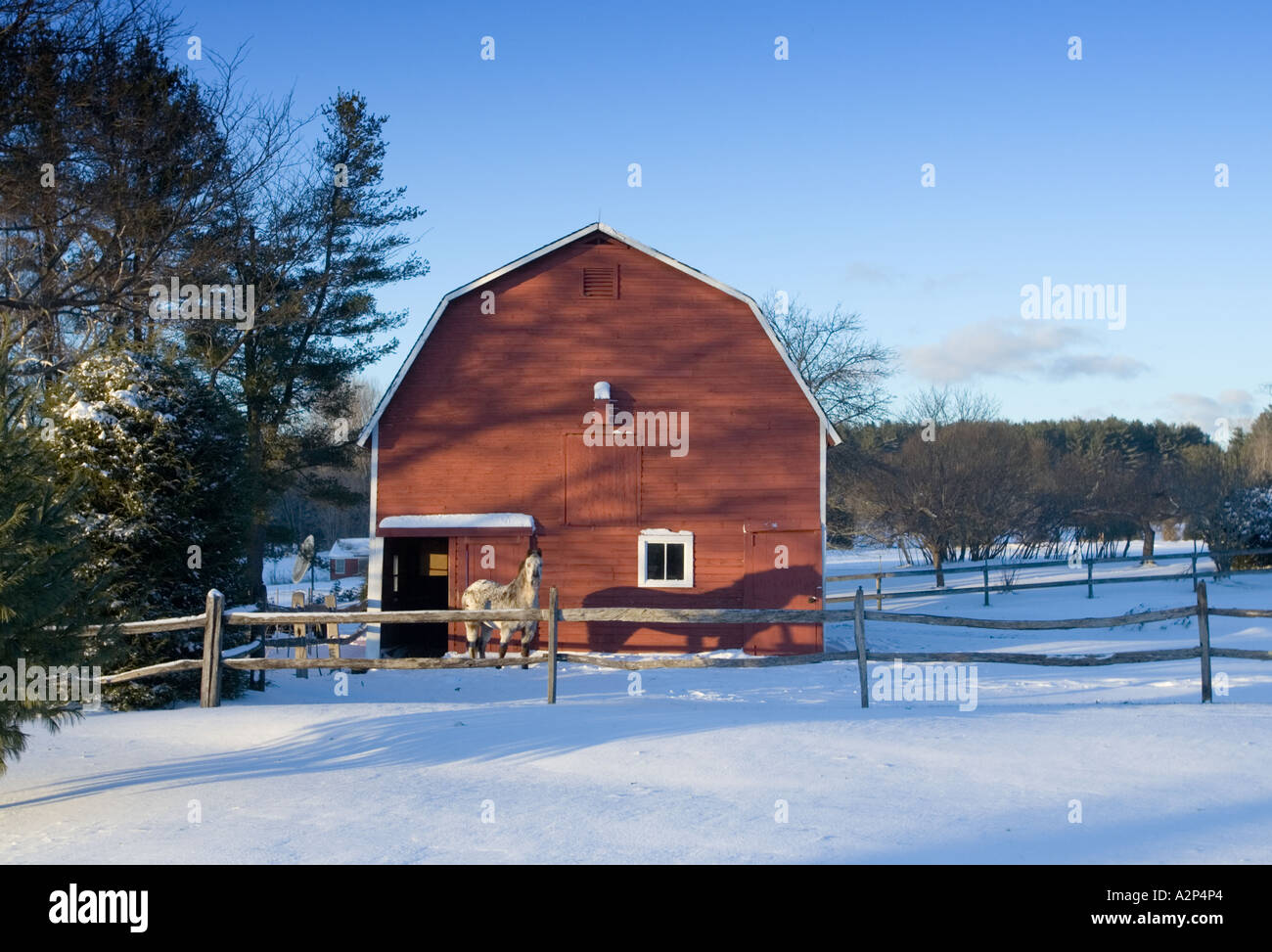 Storm red horse hi-res stock photography and images - Alamy