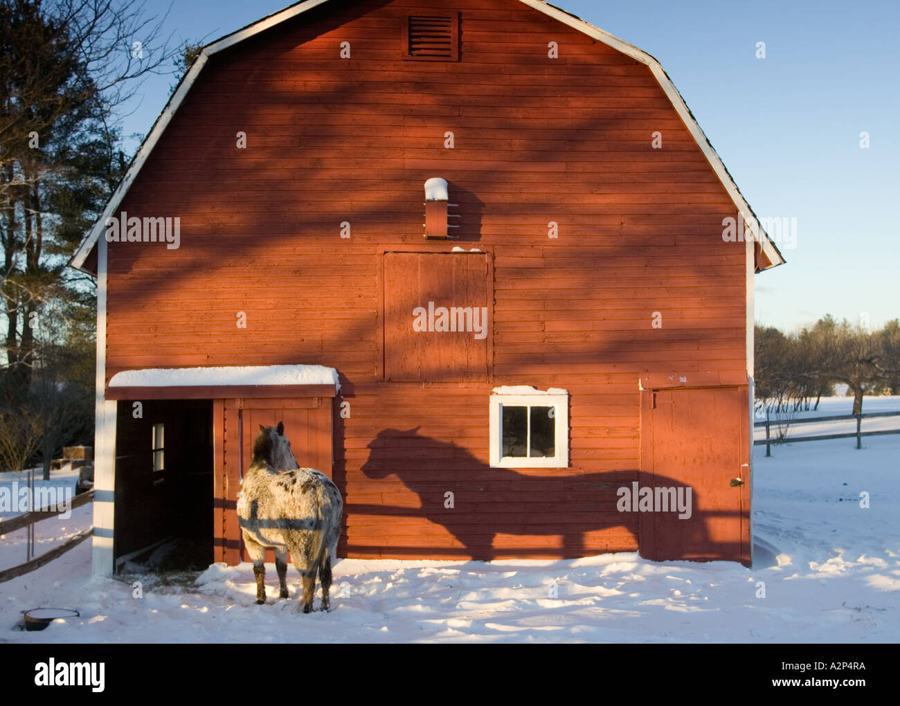 Horse and his shadow against a red barn Stock Photo - Alamy