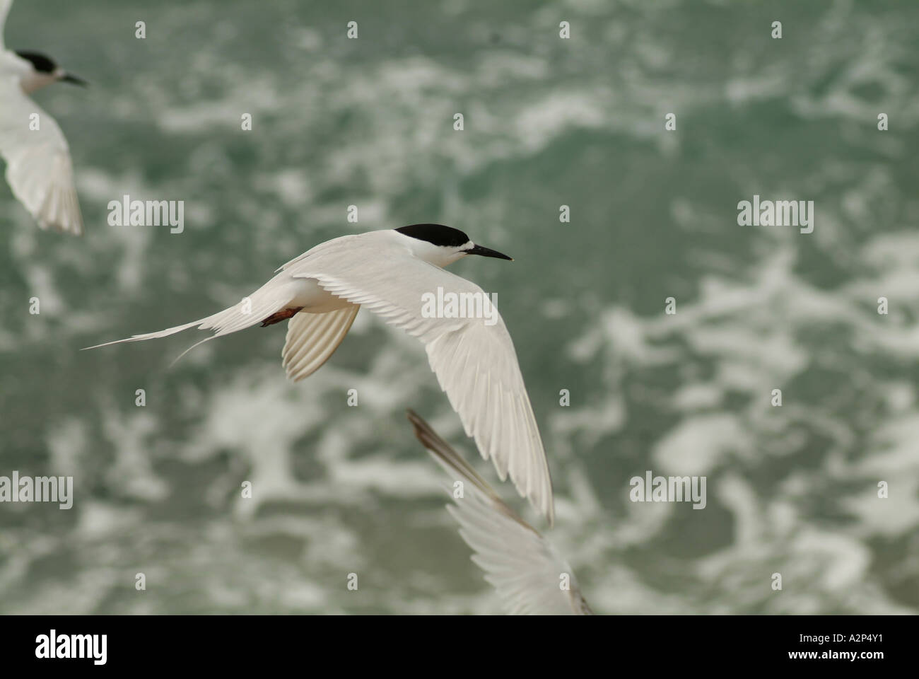 White-fronted Tern (Sterna striata) flying, Otago Peninsula, New ...