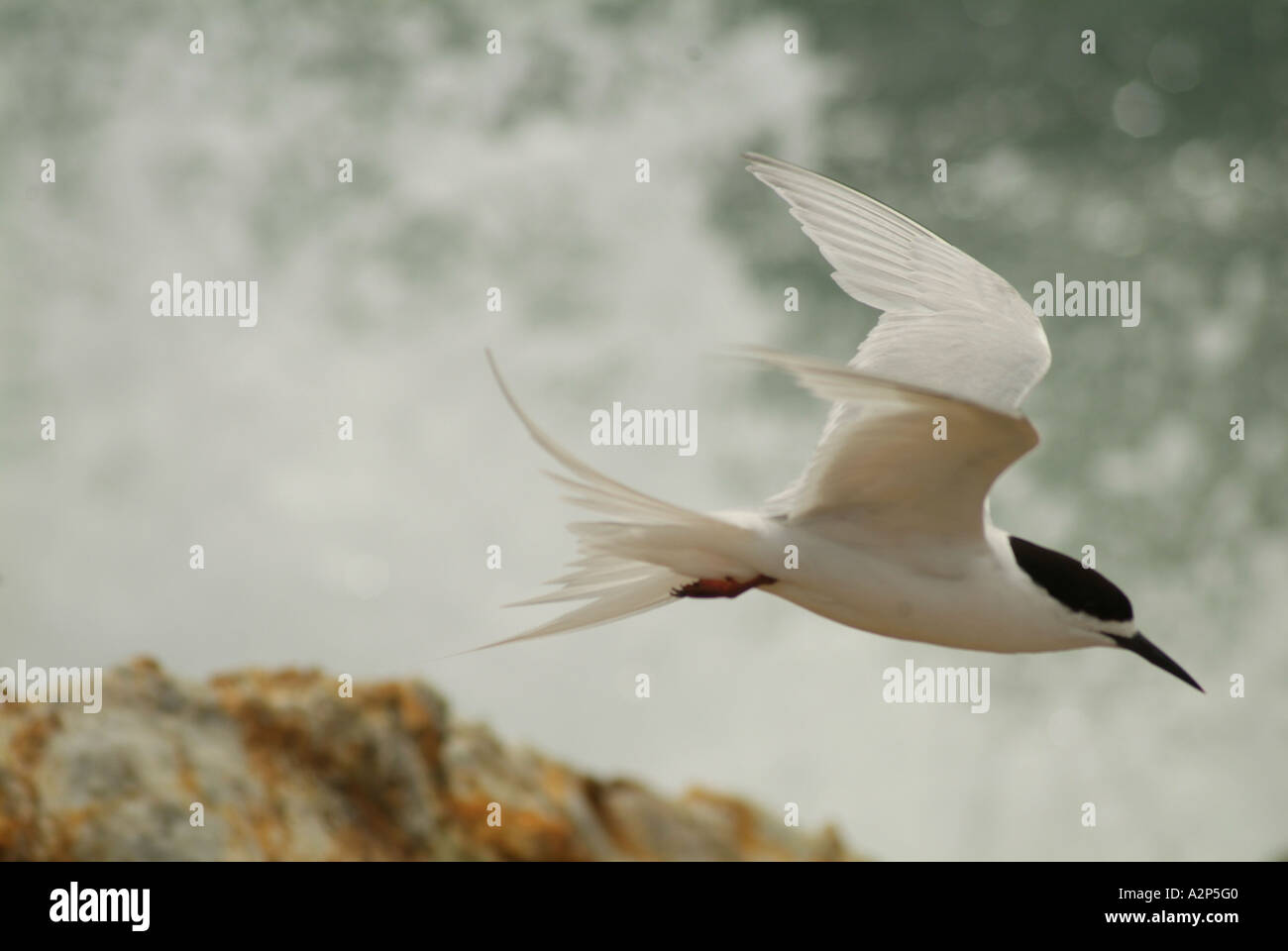 White-fronted Tern (Sterna striata) flying, Otago Peninsula, New ...