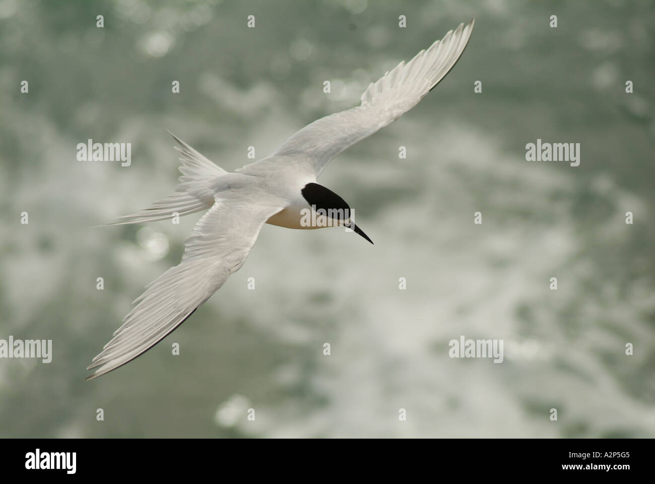 White-fronted Tern (Sterna striata) flying, Otago Peninsula, New ...