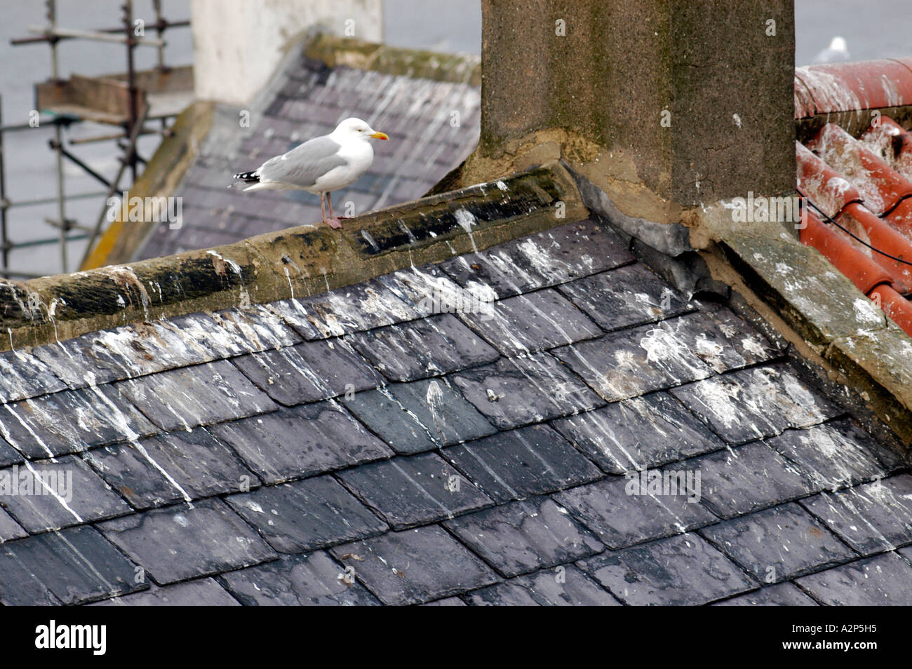 A Seagull sits on a slate roof in Staithes, North Yorkshire Stock Photo ...