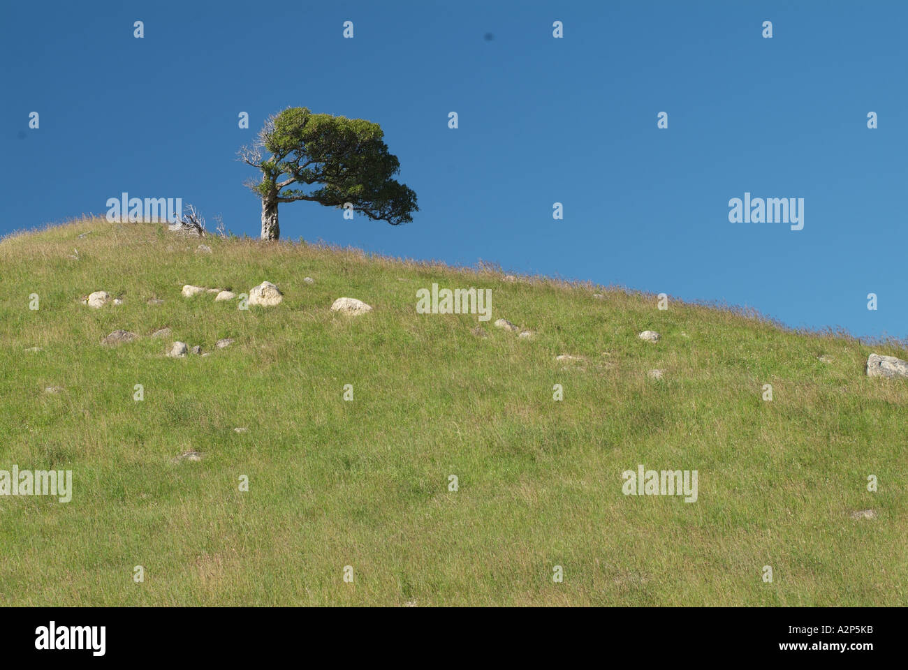 Tree on hill Stock Photo - Alamy