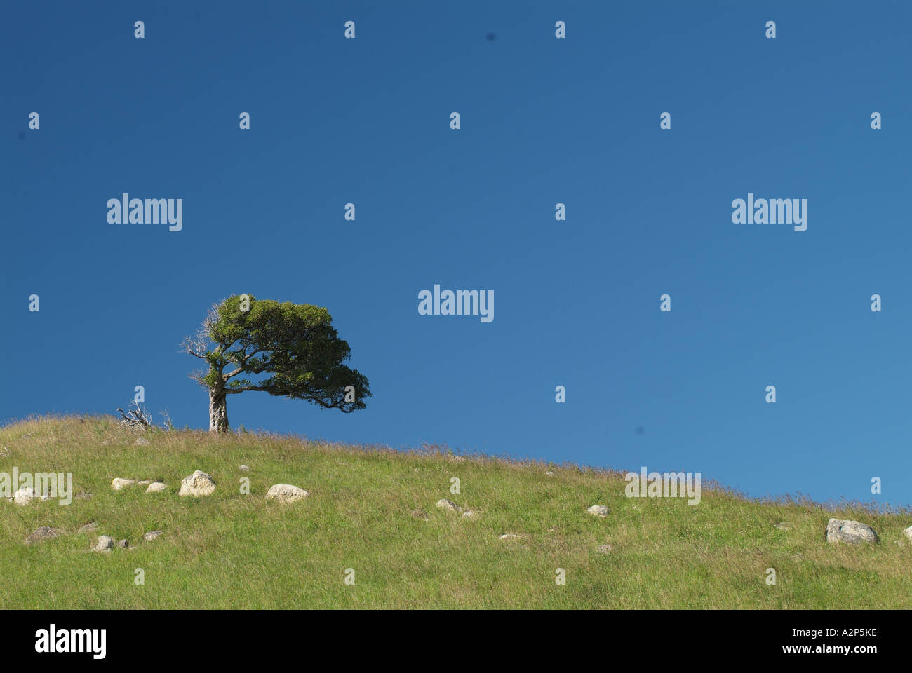 Tree on hill Stock Photo - Alamy