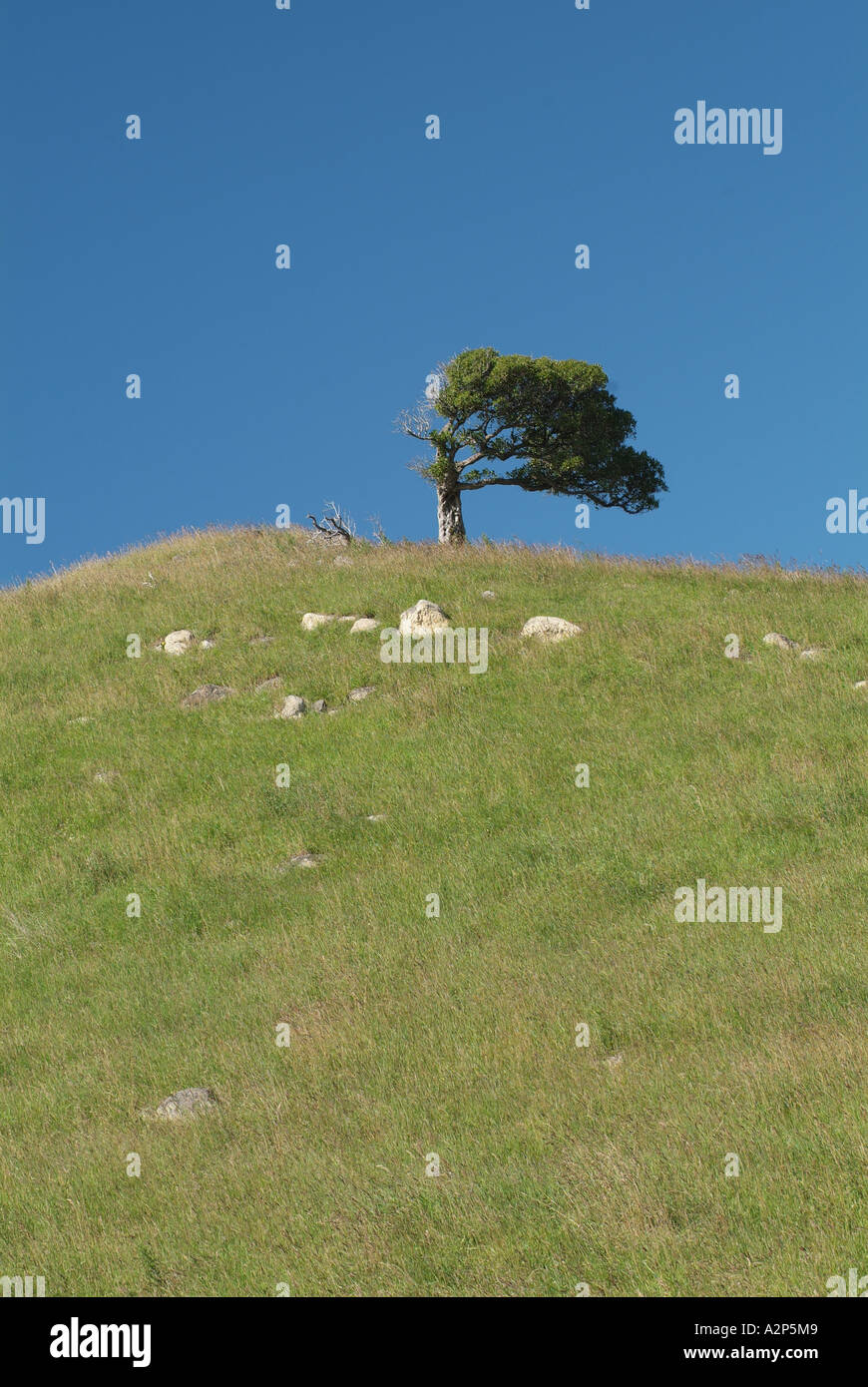 Tree on hill Stock Photo - Alamy