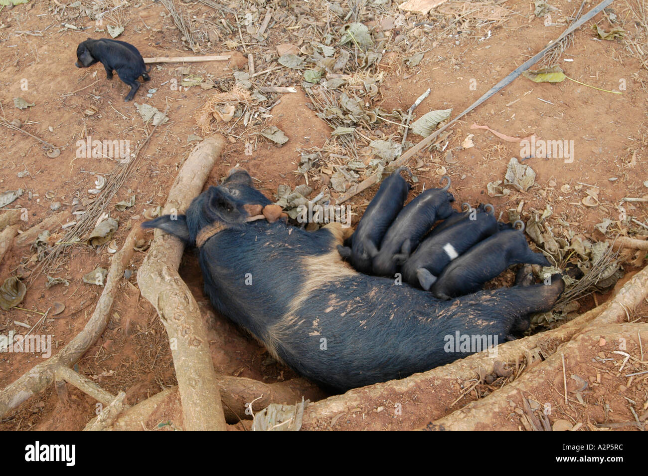 Cuban pig hi-res stock photography and images - Alamy