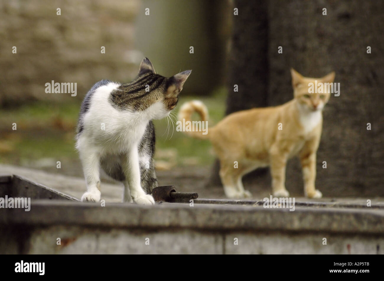 Stray cats feeding in bins, Istanbul, Turkey Stock Photo - Alamy