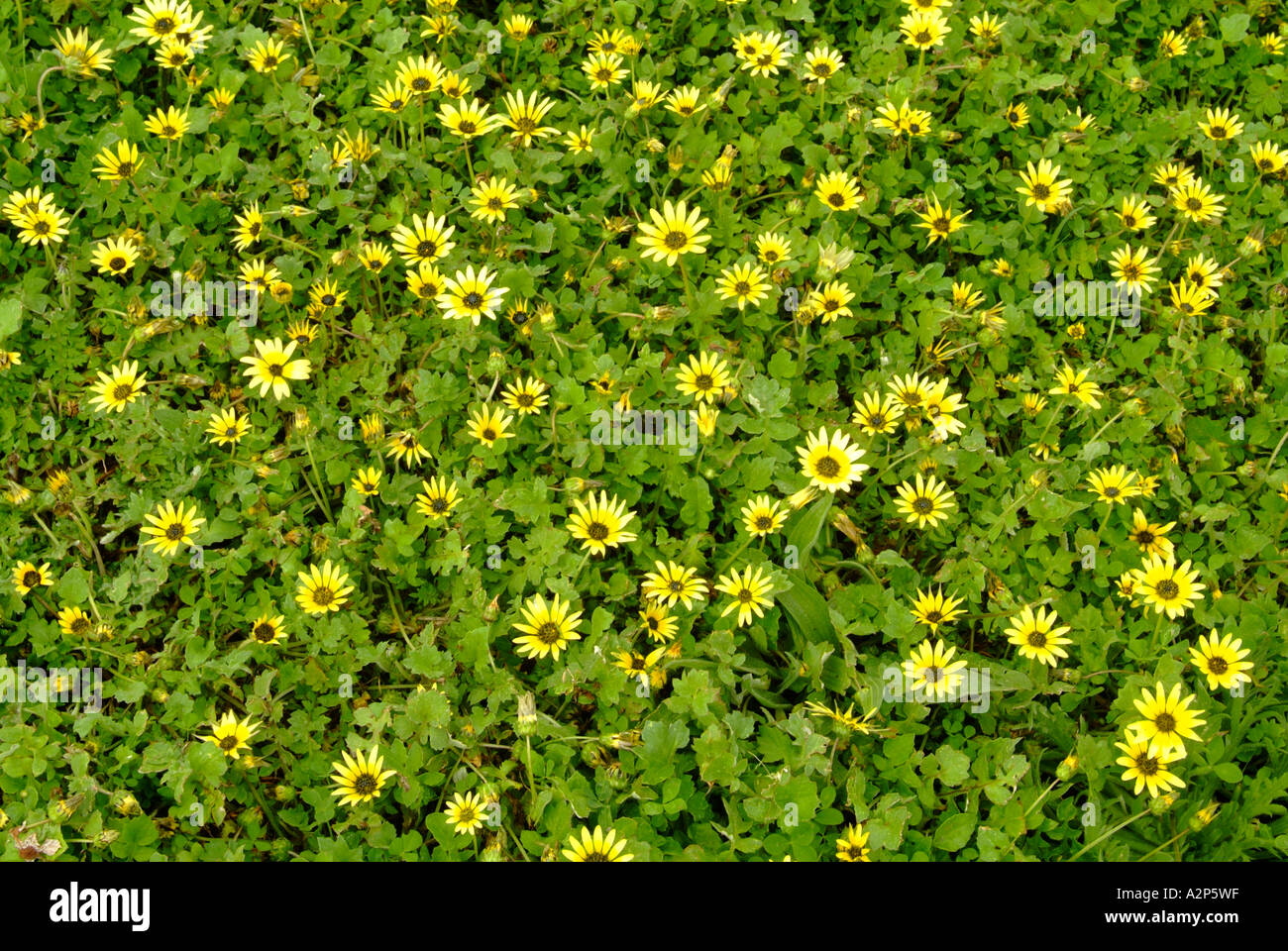 Capeweed flower hi-res stock photography and images - Alamy