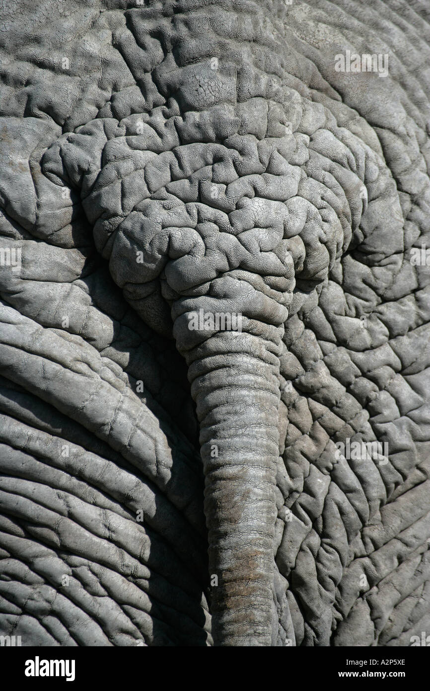 Elephant bottom hi-res stock photography and images - Alamy