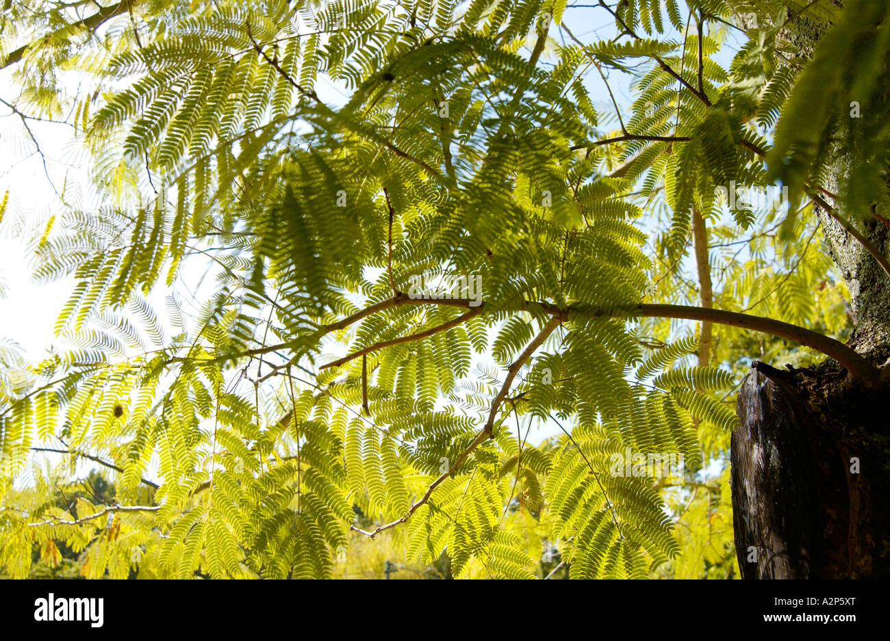 Transparent fern hi-res stock photography and images - Alamy