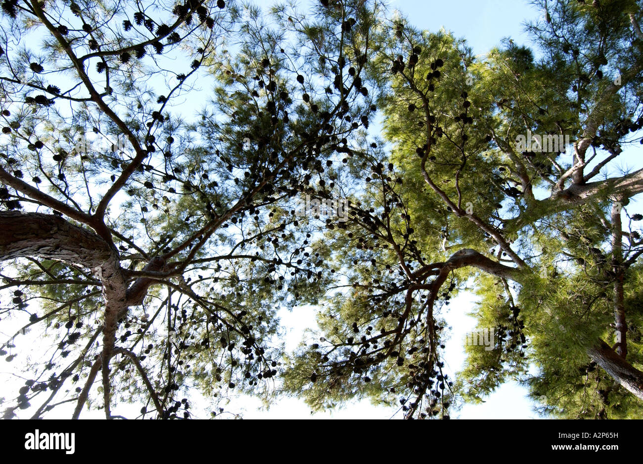 Tall towering trees hi-res stock photography and images - Alamy