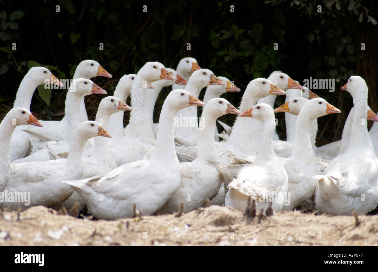 Funny animals flock of geese Stock Photo - Alamy