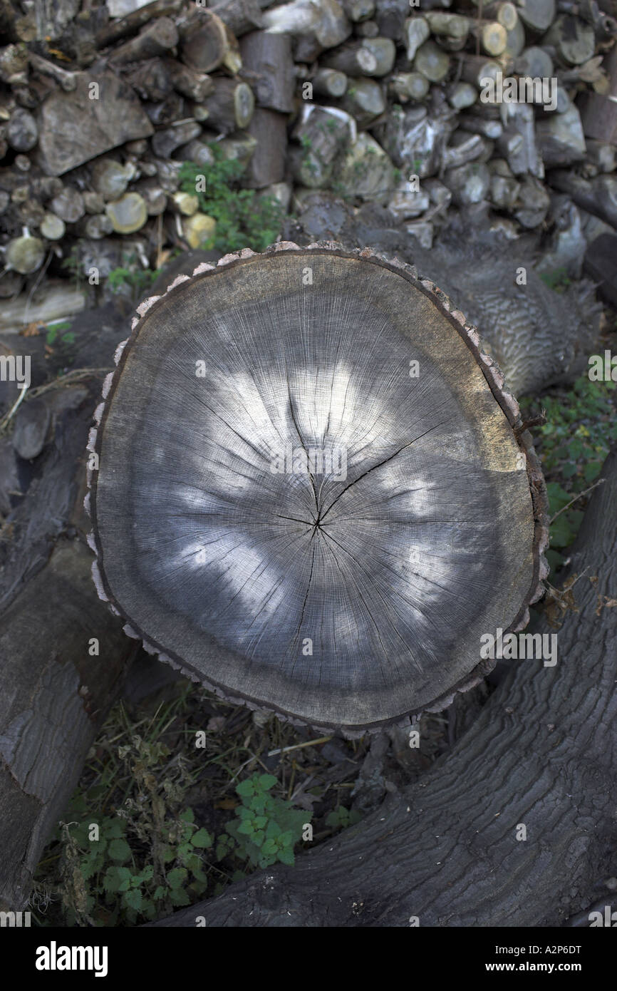 End cut wood hi-res stock photography and images - Alamy