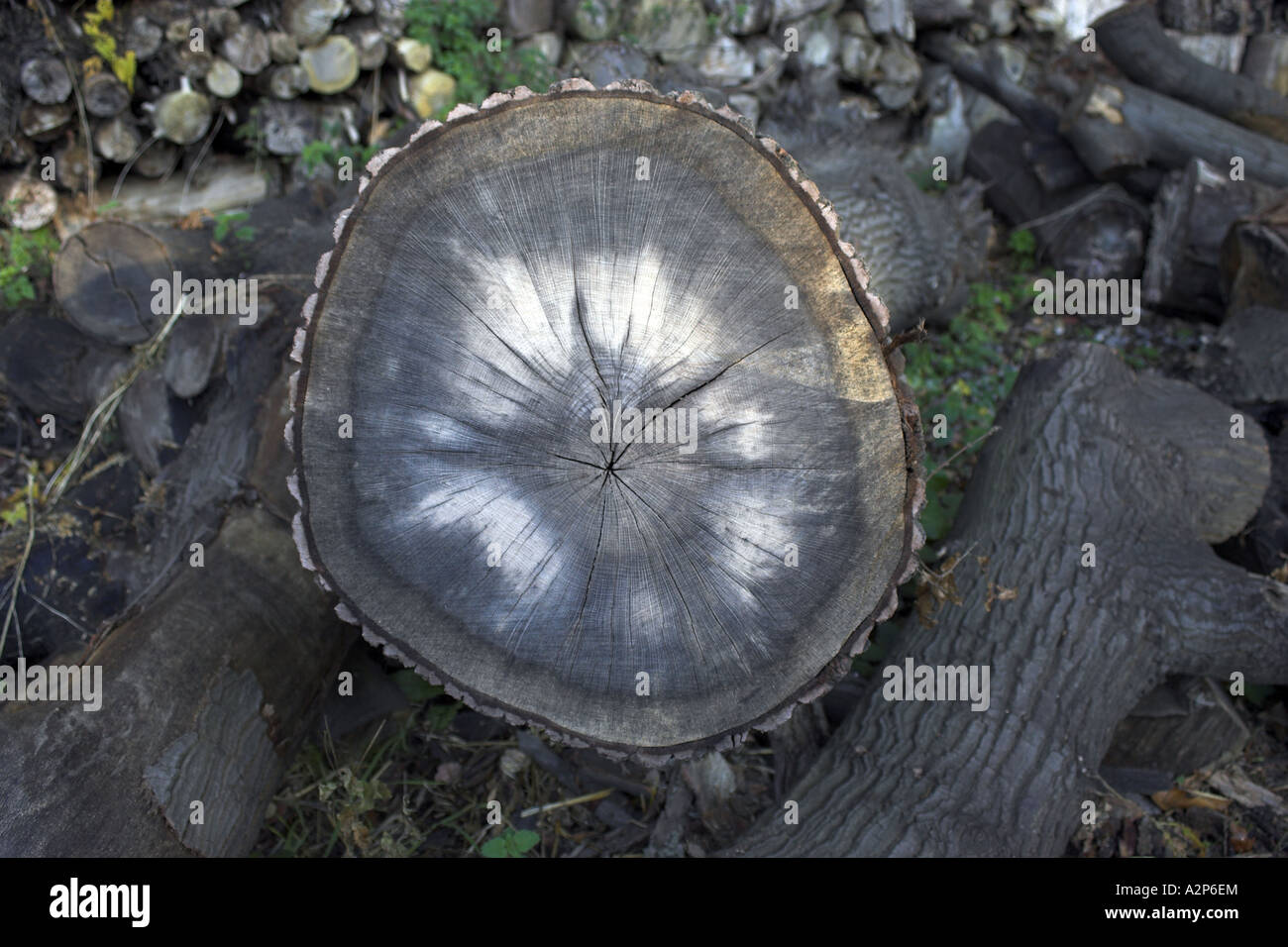 End cut wood hi-res stock photography and images - Alamy