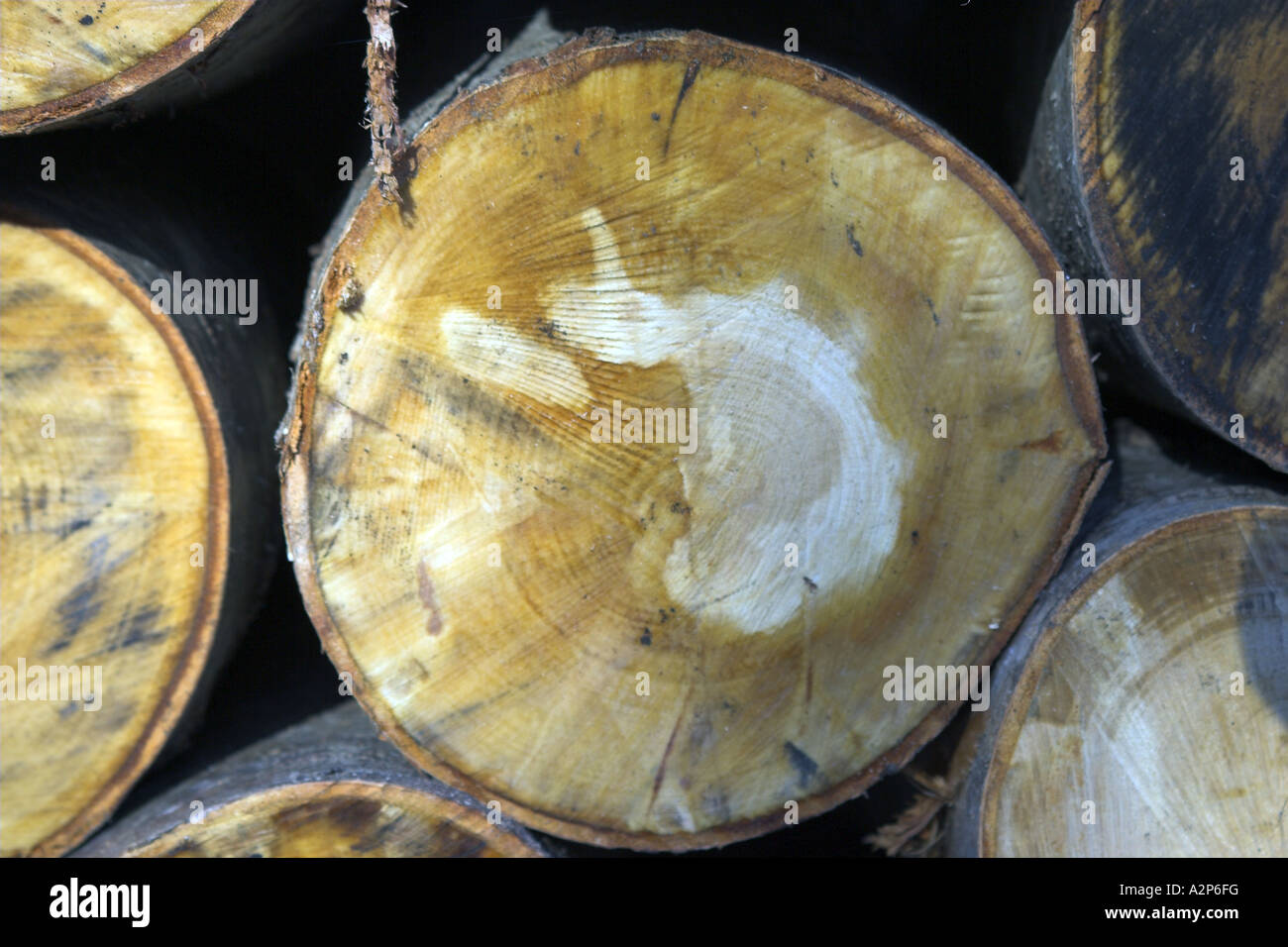 End cut wood hi-res stock photography and images - Alamy