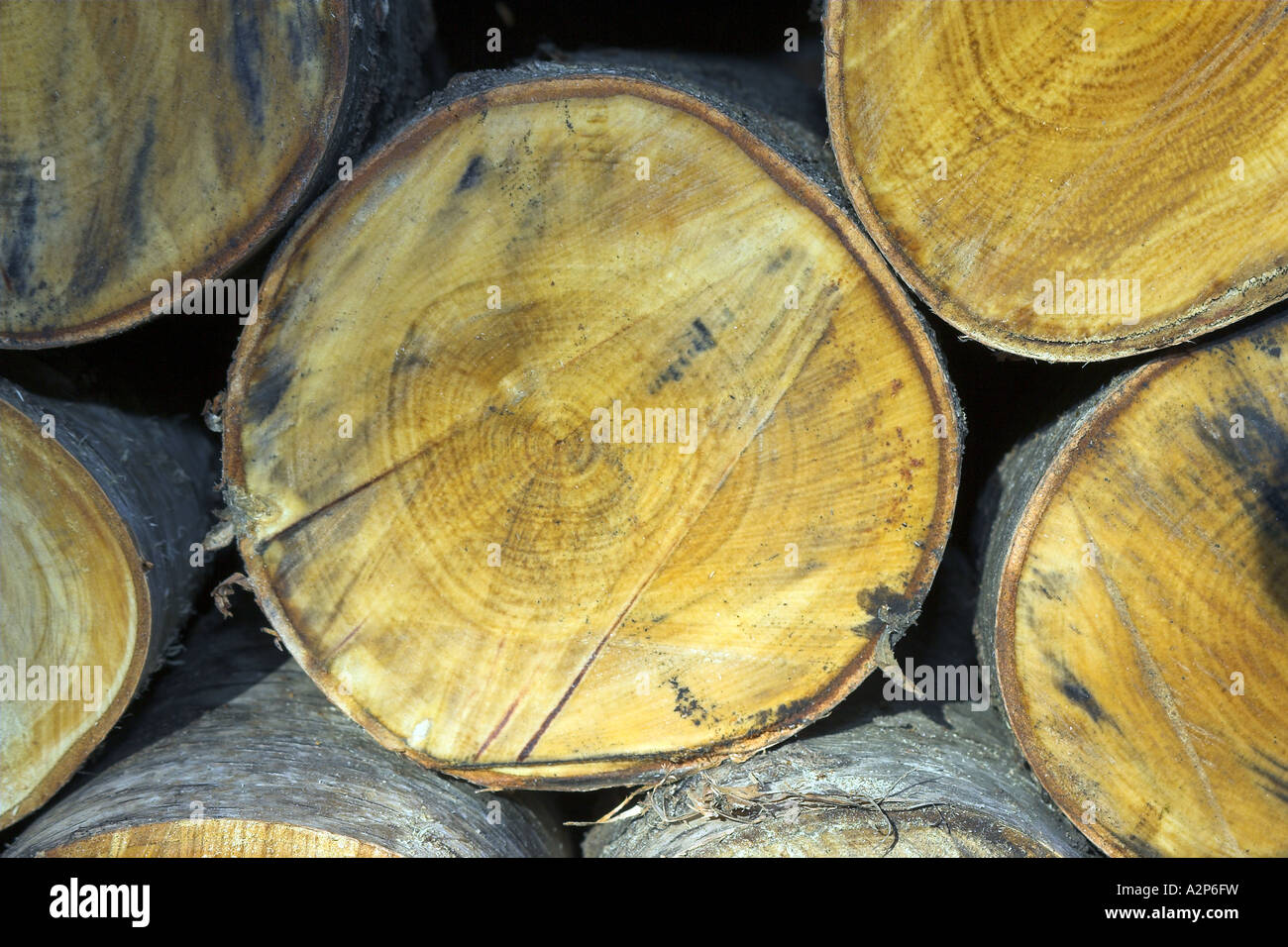 End cut wood hi-res stock photography and images - Alamy