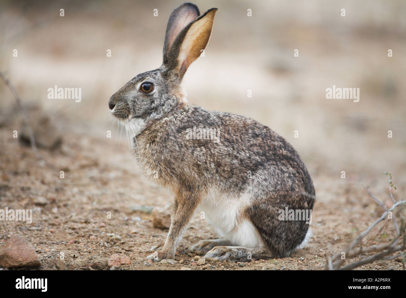 Cape Hare (lepus capensis) in South Africa Stock Photo - Alamy