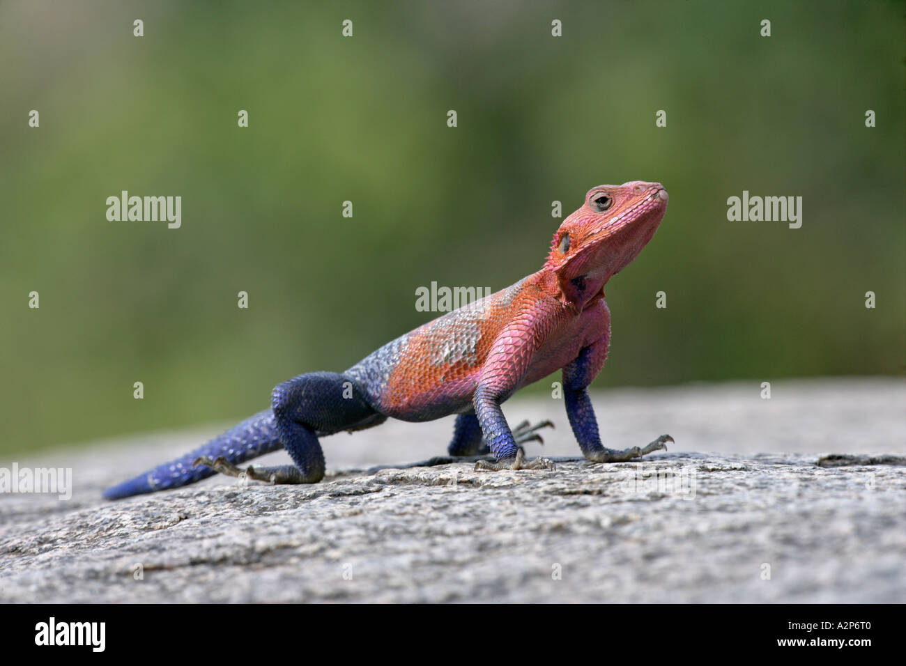 Agama agama agama agama hi-res stock photography and images - Alamy